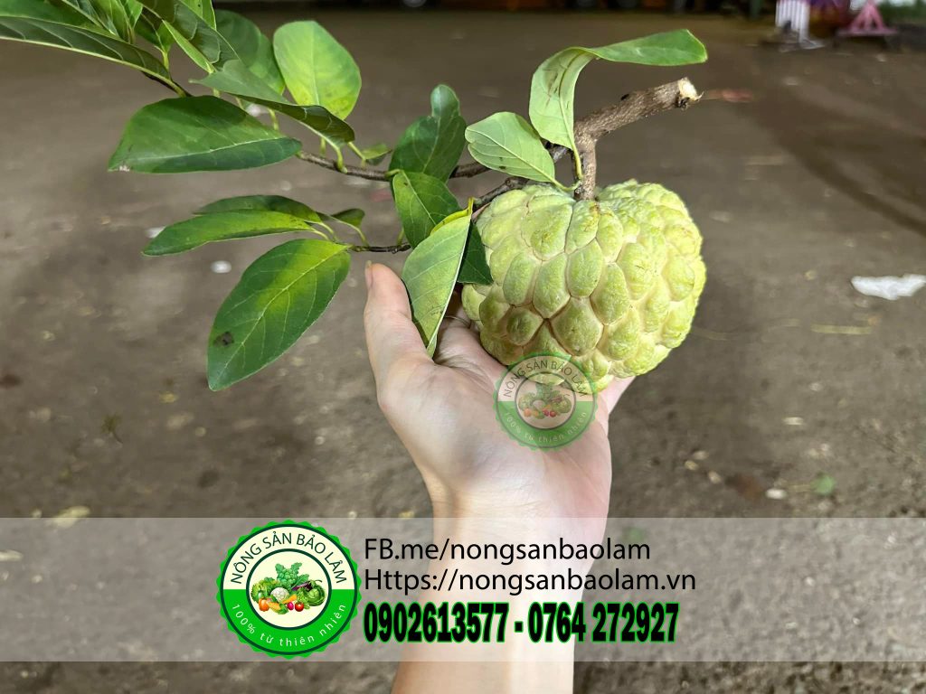 Mãng Cầu Na - Nông Sản Bảo Lâm