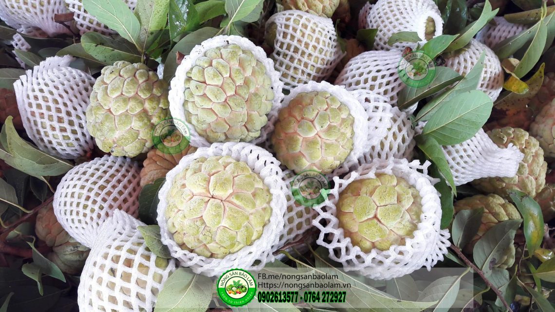 Mãng Cầu Na - Nông Sản Bảo Lâm