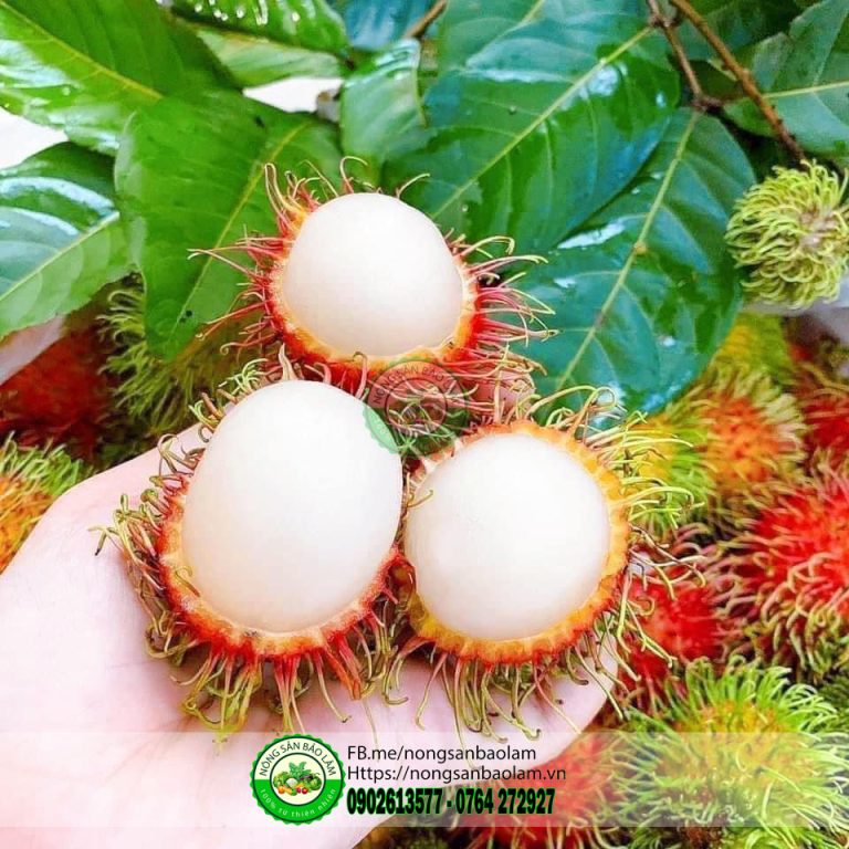 Chôm Chôm Thái - Nông Sản Bảo Lâm