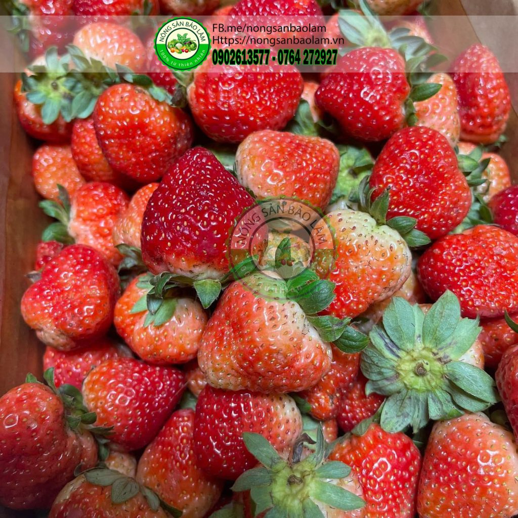 Dâu L1 - Nông Sản Bảo Lâm